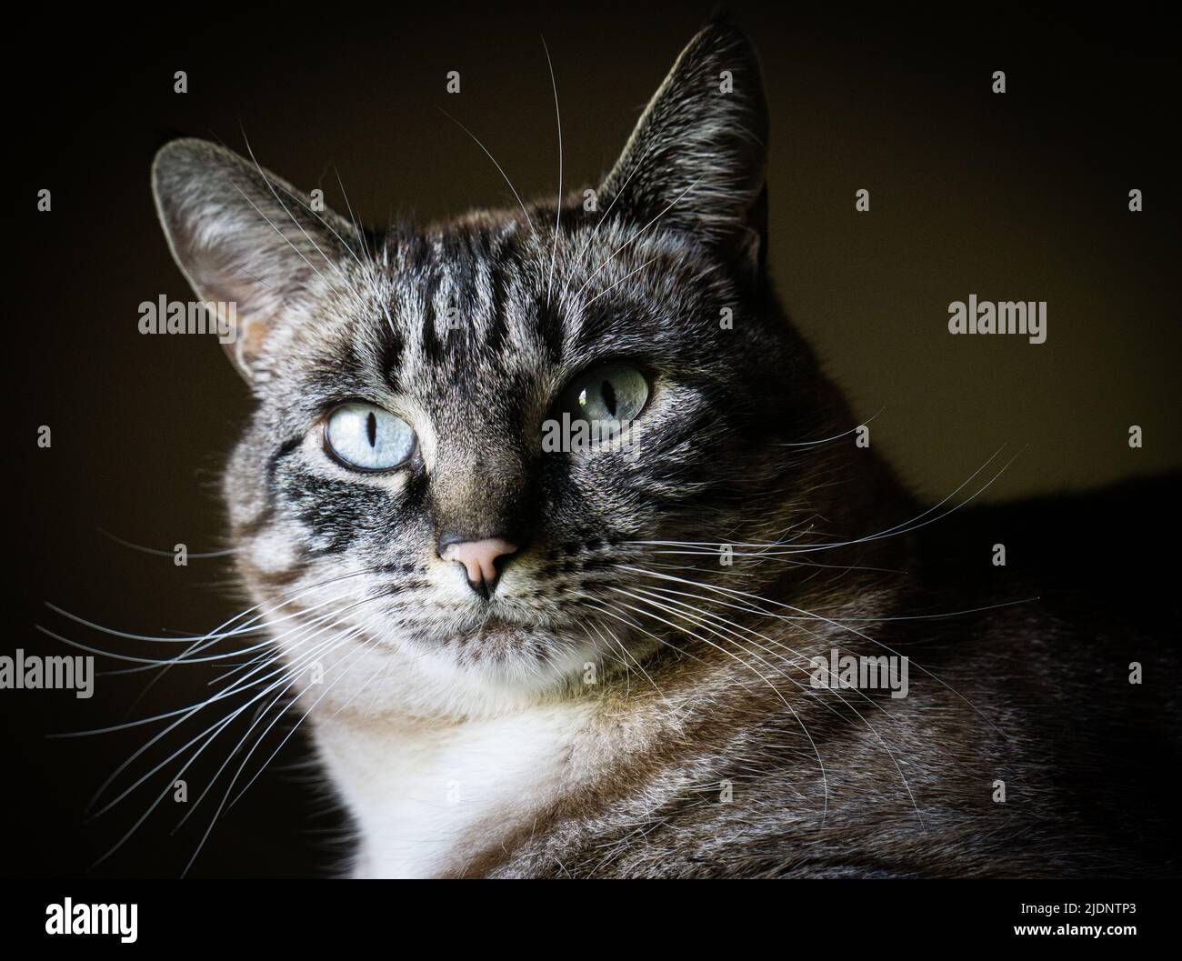Luna the cat Stock Photo - Alamy