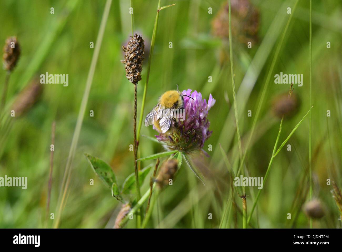 Bumble Bee meadow Stock Photo - Alamy