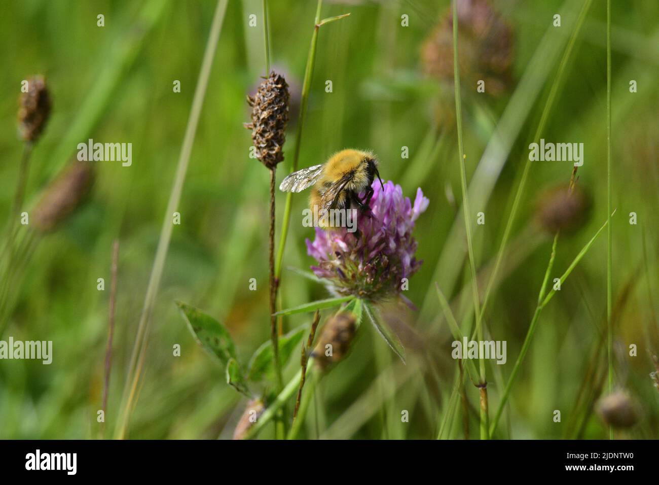 Bumble Bee meadow Stock Photo - Alamy