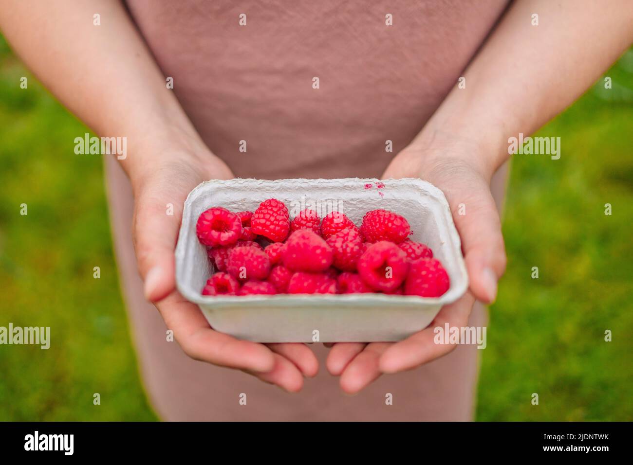 Woman picking berrying on farm. Farmer hands with fresh red raspberries ...