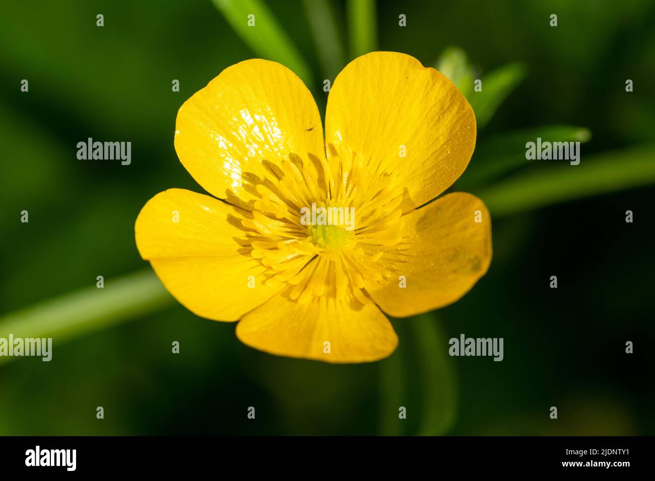 Macro shot of a creeping buttercup (ranunculus repens) flower in bloom ...