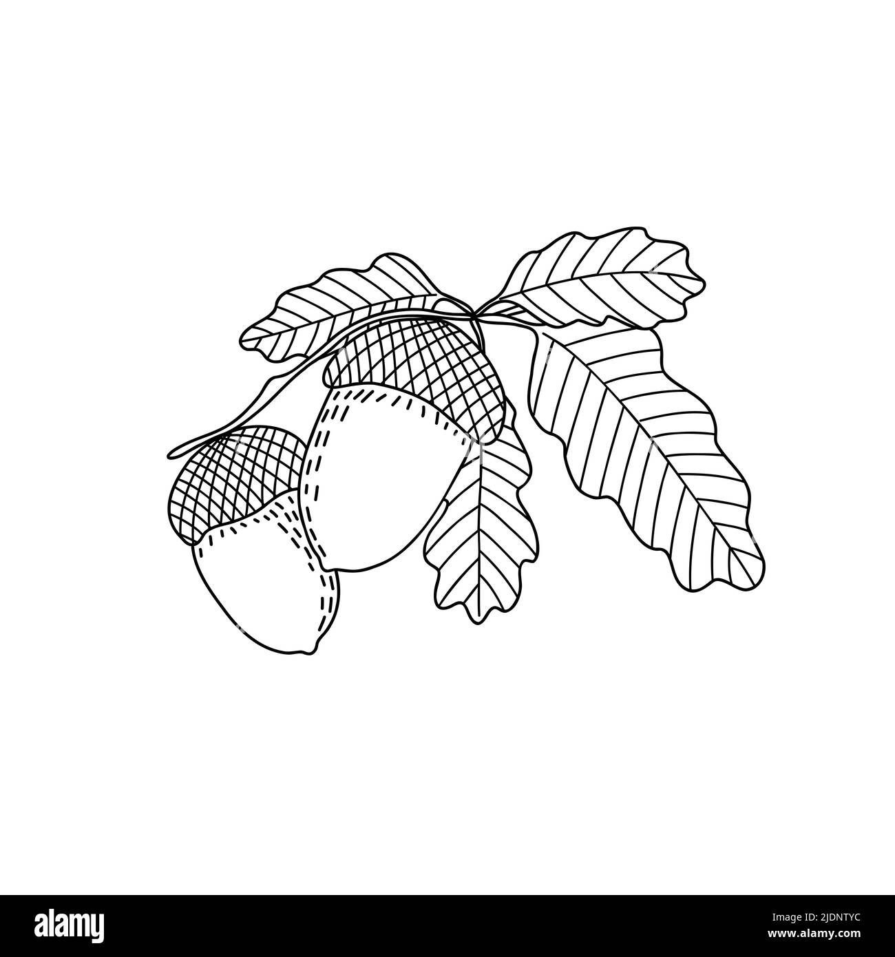 Acorn, oak tree seed and leaves branch, simple hand drawn outline ...