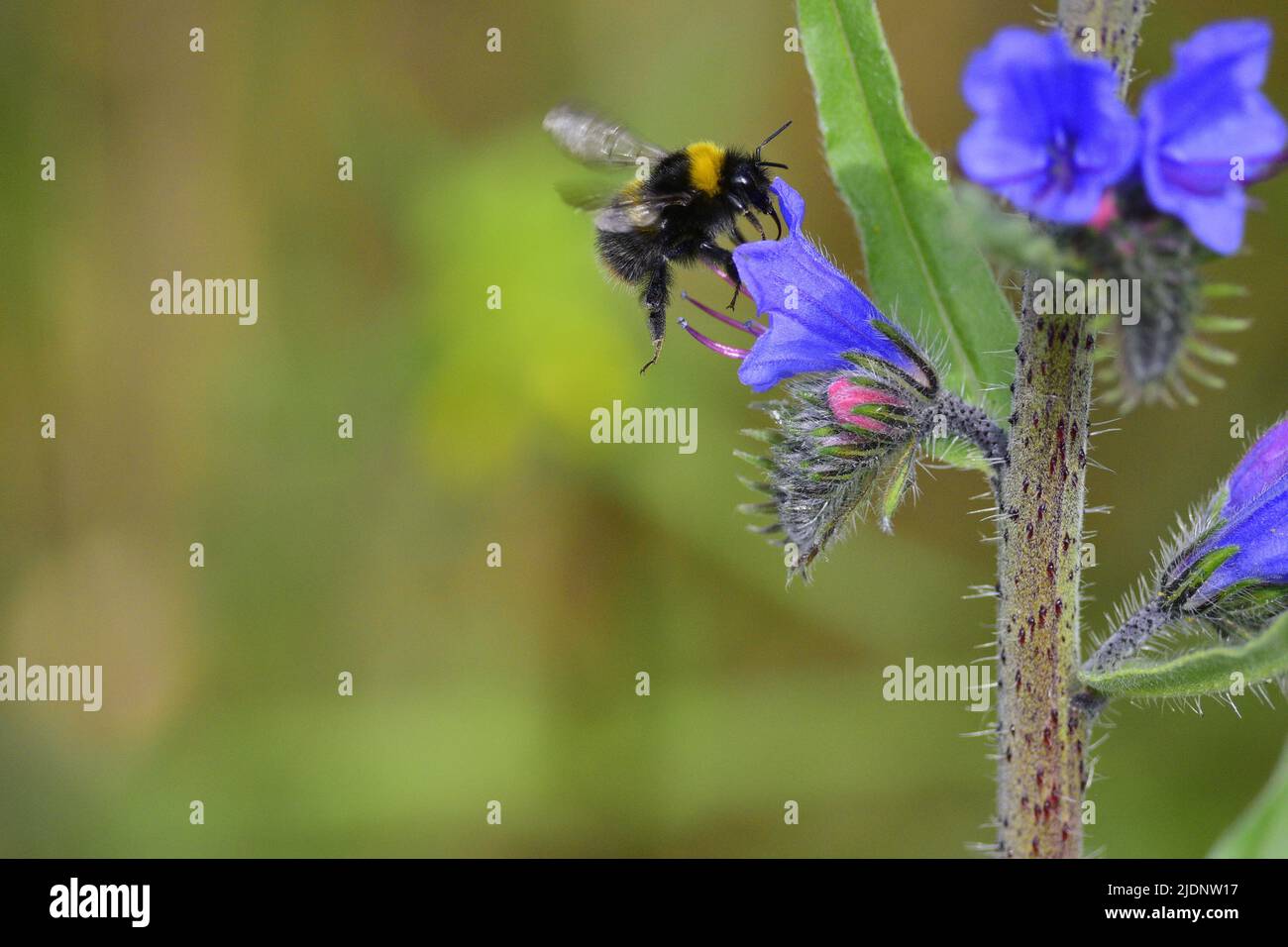 Bumble Bee meadow Stock Photo - Alamy