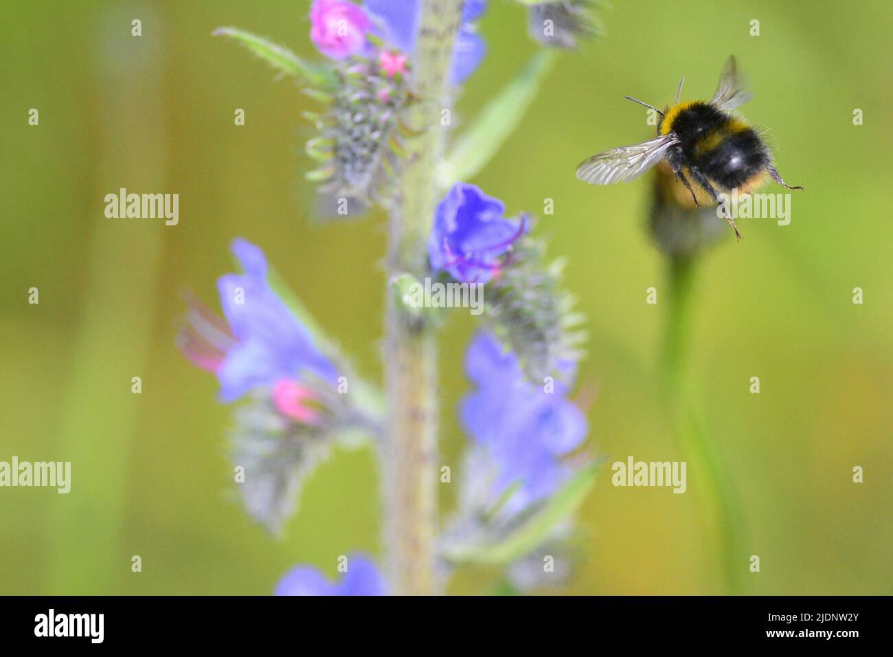 Meadow buzzing with honey bees hi-res stock photography and images - Alamy