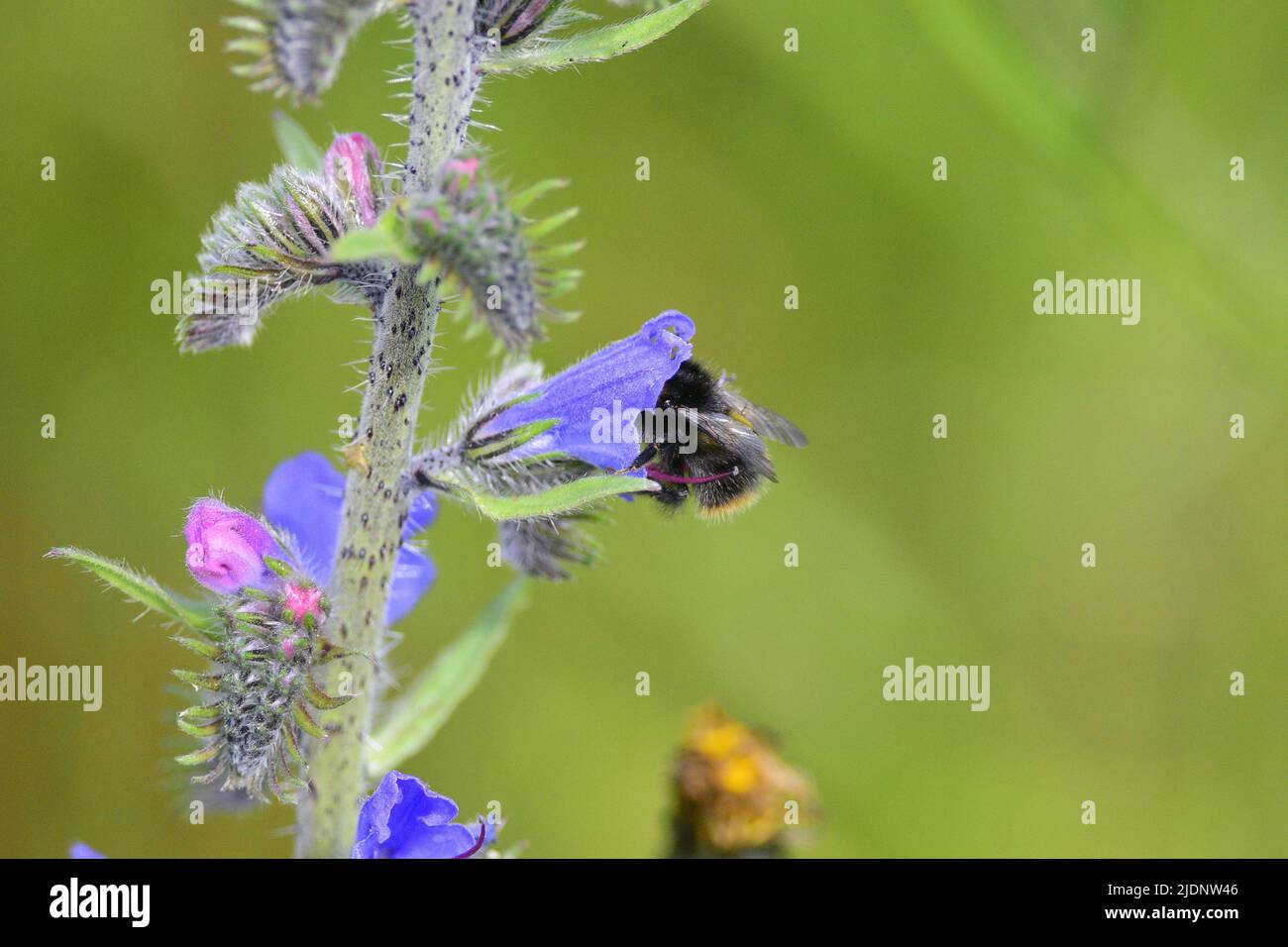 Honey bee on lens hi-res stock photography and images - Alamy