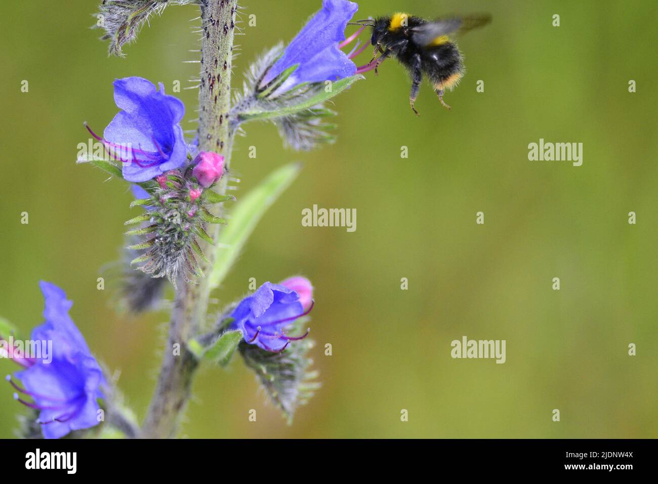 Bumble Bee meadow Stock Photo - Alamy