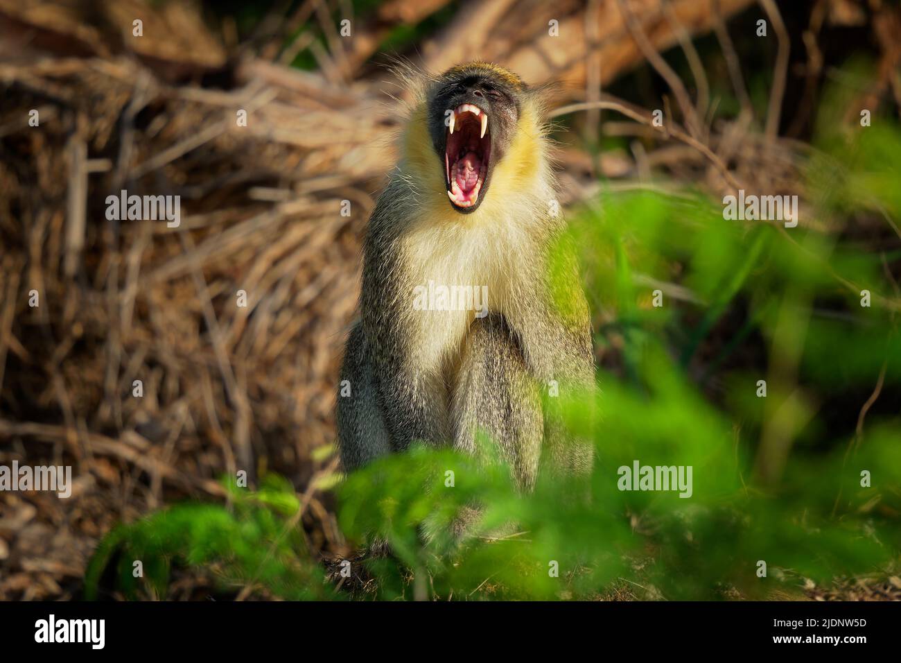 Green monkey (Chlorocebus sabaeus) also Sabaeus monkey, golden-green ...