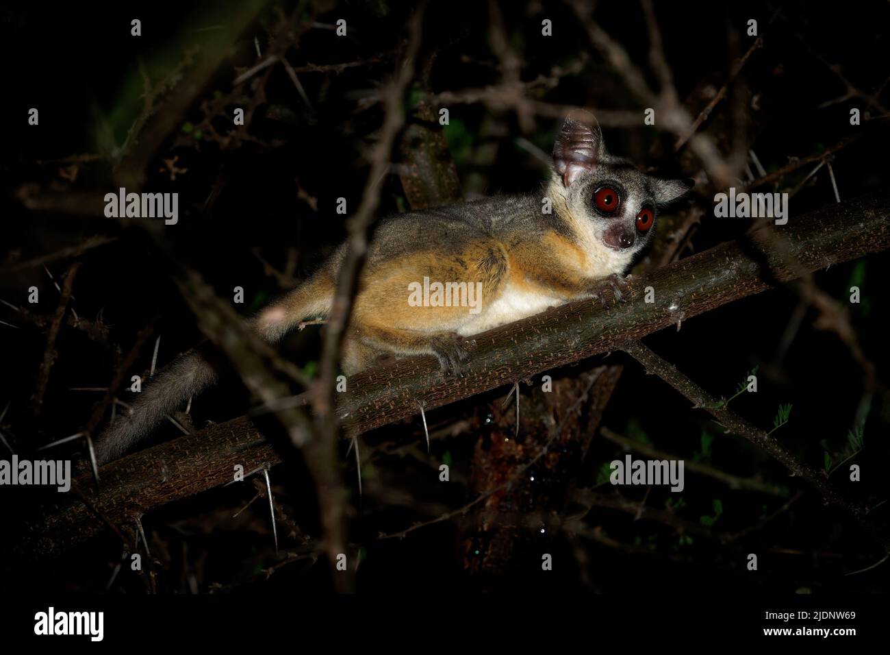 Senegal bushbaby - Galago senegalensis also Senegal galago, Lesser ...