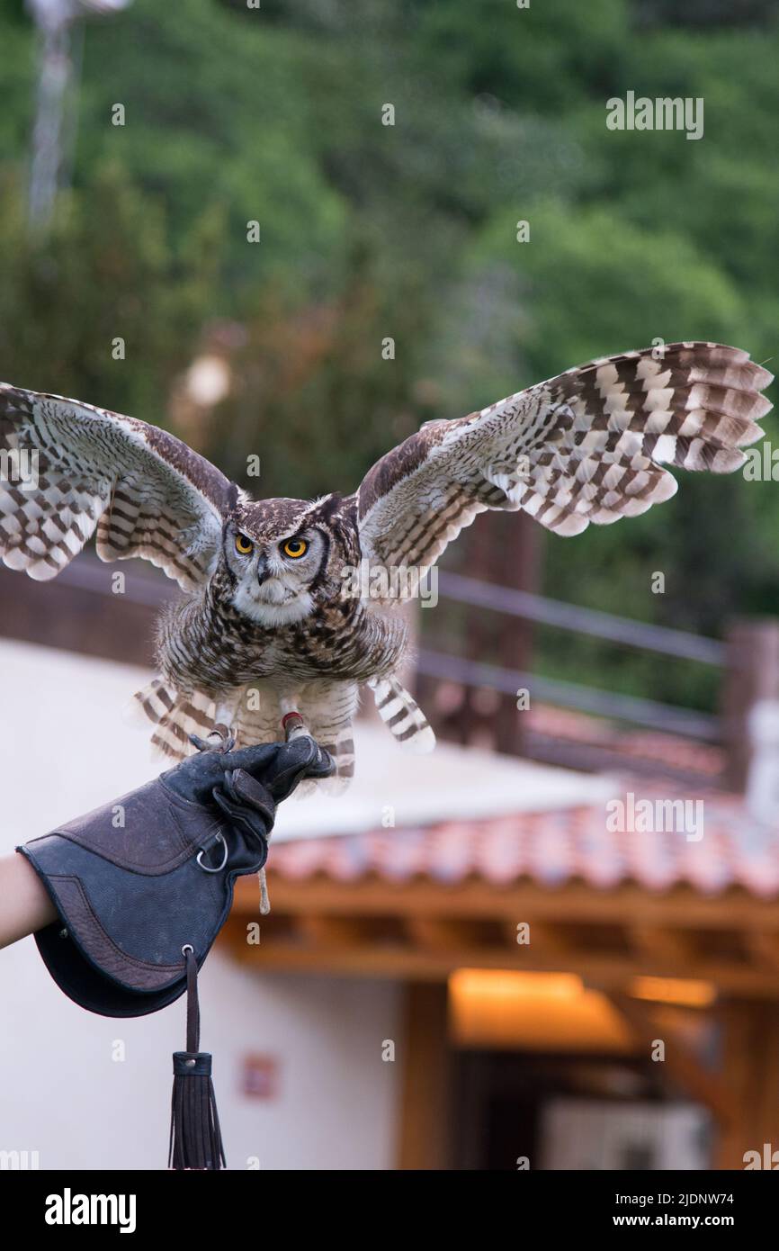 A Small owl with yellow eyes on a training session. Spread wings, green ...