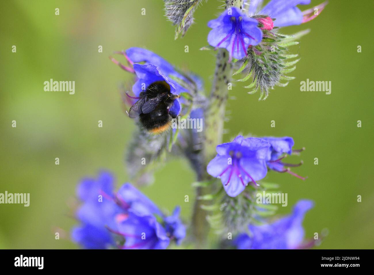 Meadow buzzing with honey bees hi-res stock photography and images - Alamy
