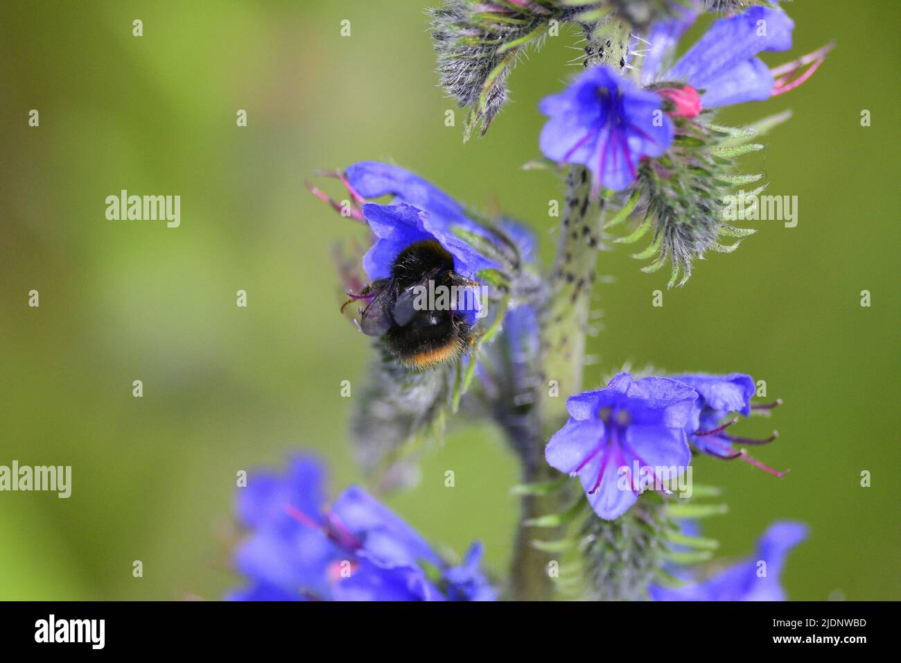 Meadow for bees hi-res stock photography and images - Alamy