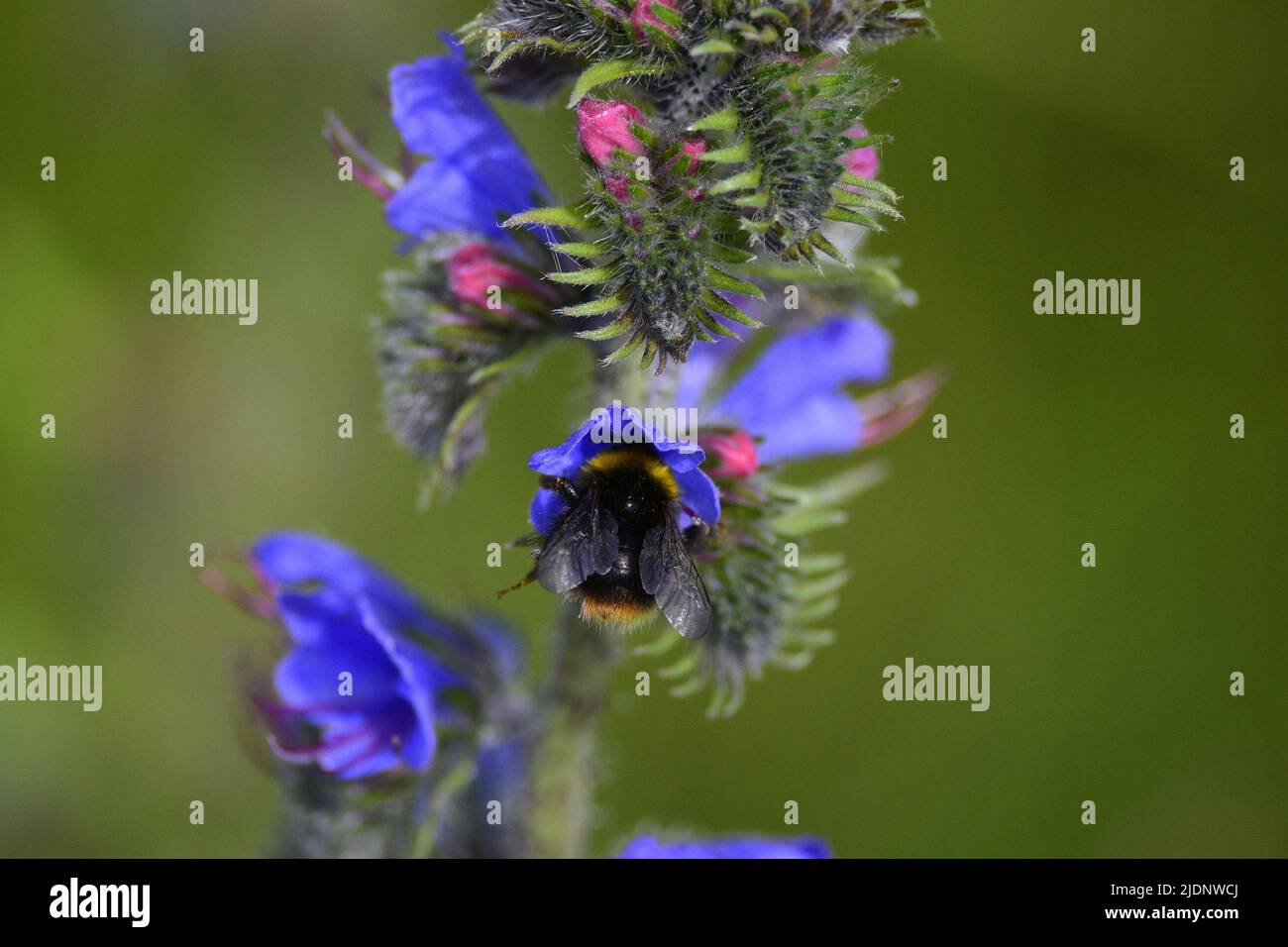 Bumble Bee meadow Stock Photo - Alamy