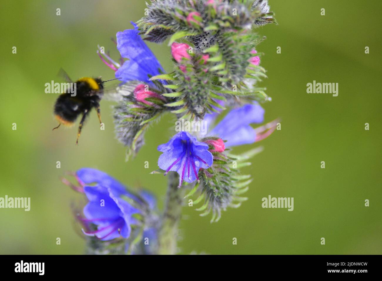 Bumble Bee meadow Stock Photo - Alamy