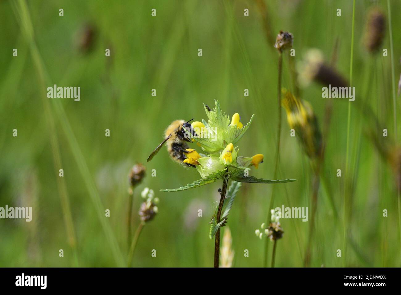 Bumble Bee meadow Stock Photo - Alamy