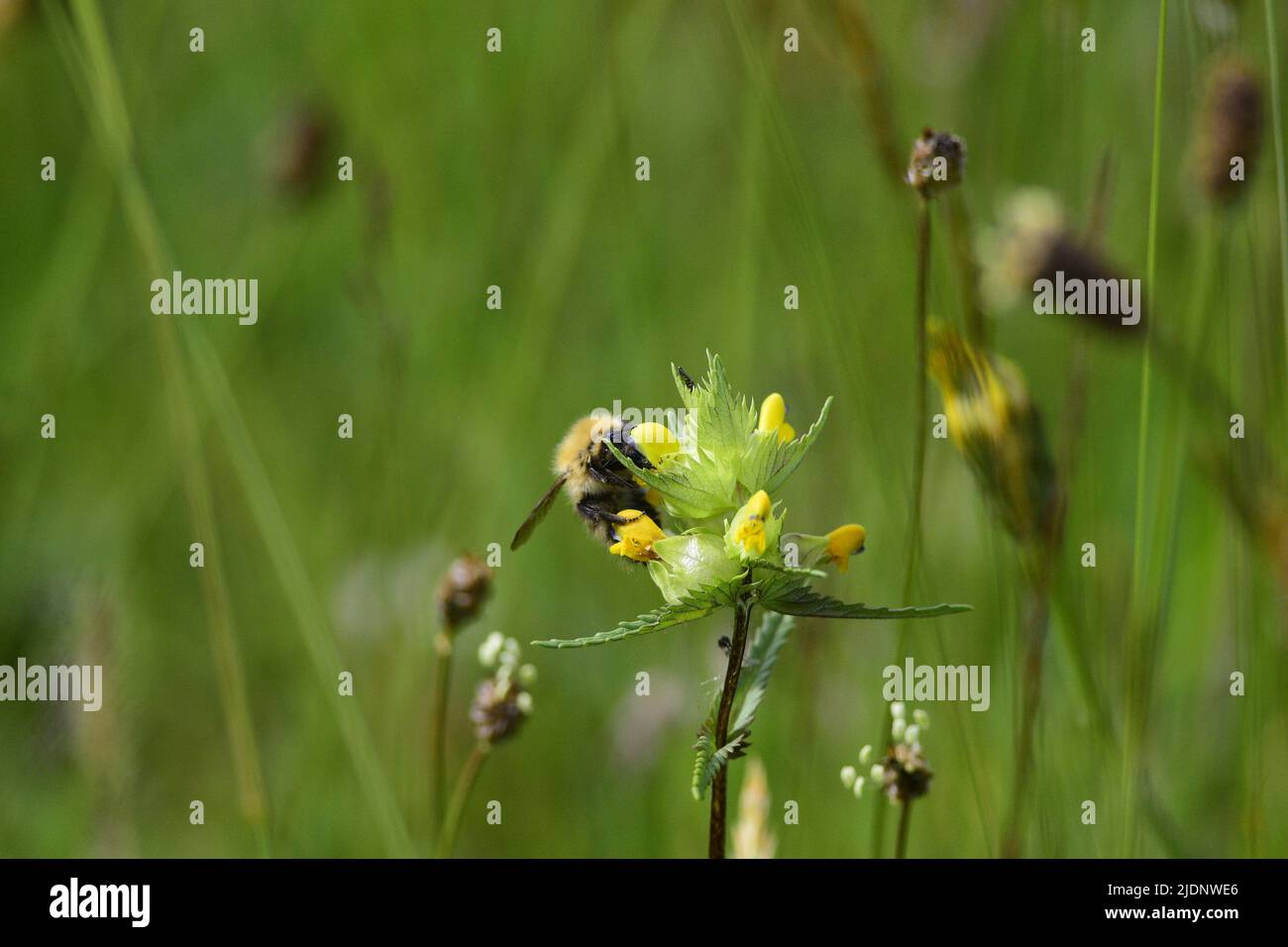Bumble Bee meadow Stock Photo - Alamy