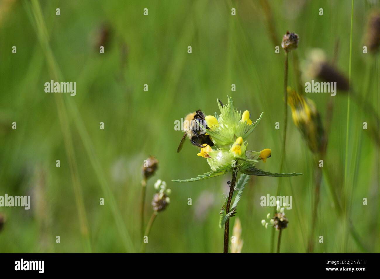 Bumble Bee meadow Stock Photo - Alamy