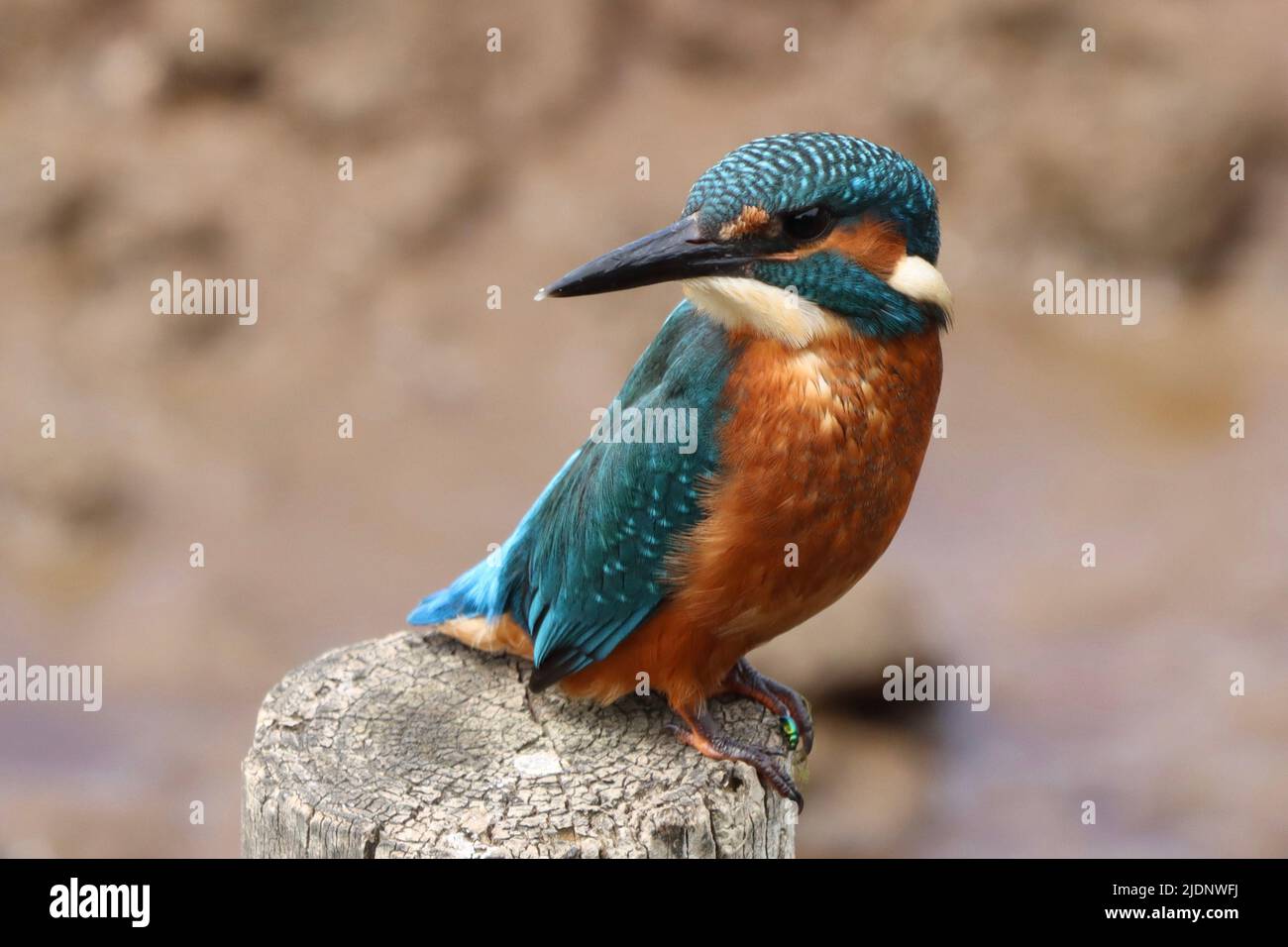 Common Kingfisher Juvenile Male putting on a show at Pennington Flash ...