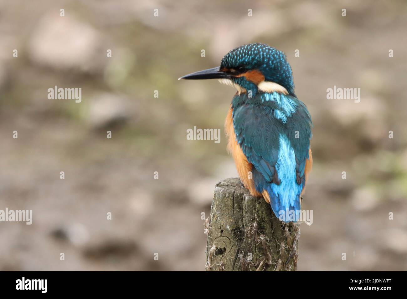 Common Kingfisher Juvenile Male putting on a show at Pennington Flash ...