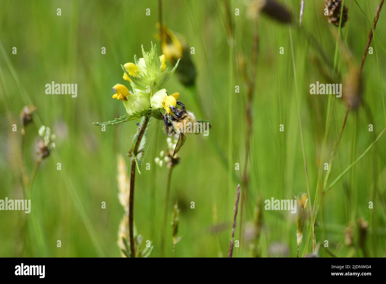 Bumble Bee meadow Stock Photo - Alamy