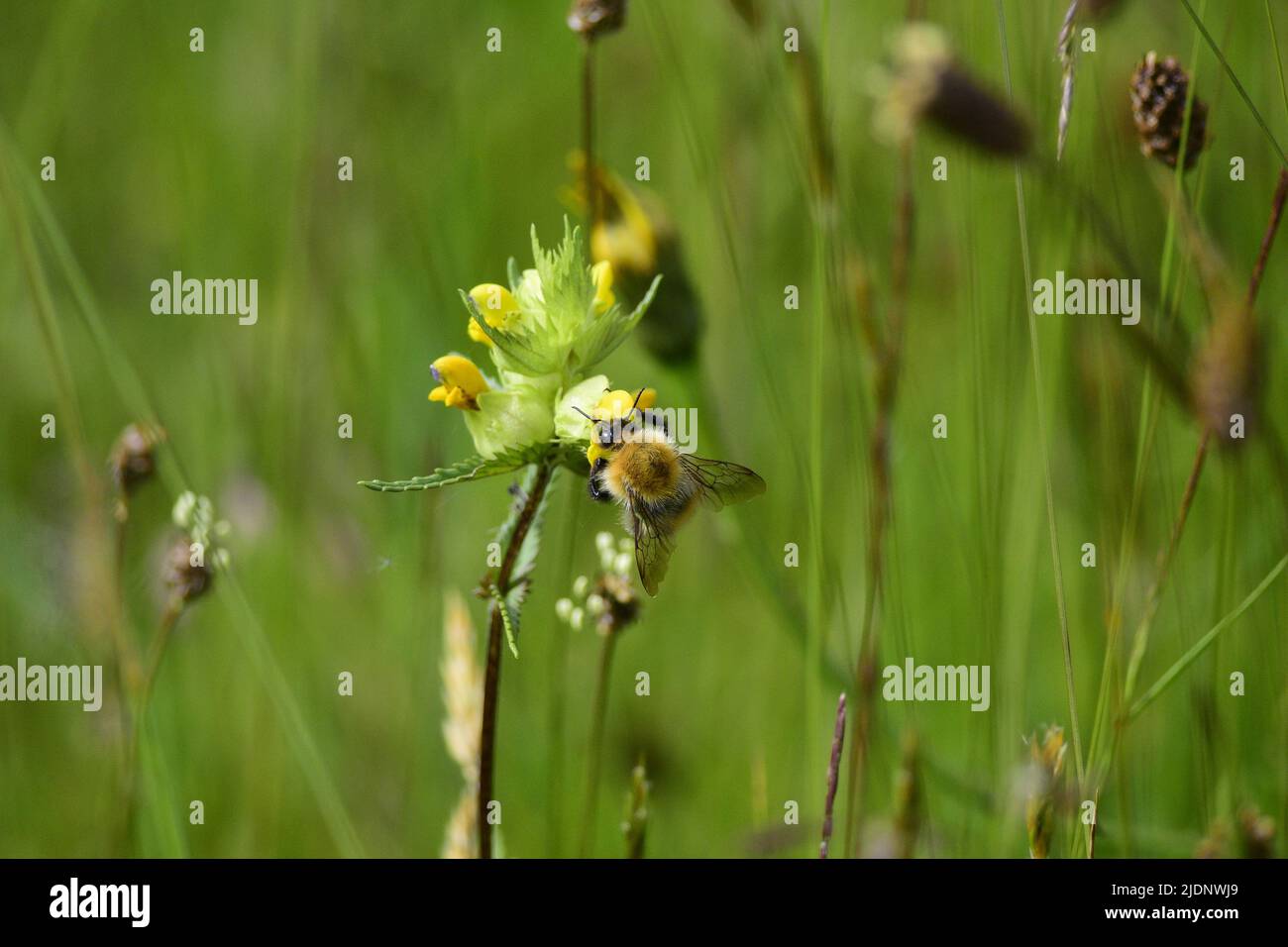 Bumble Bee meadow Stock Photo - Alamy