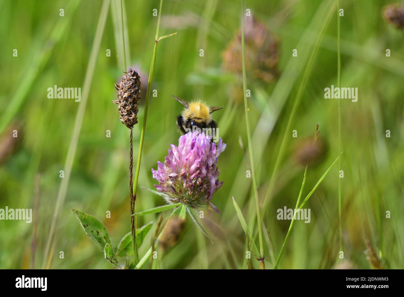 Bumble Bee meadow Stock Photo - Alamy