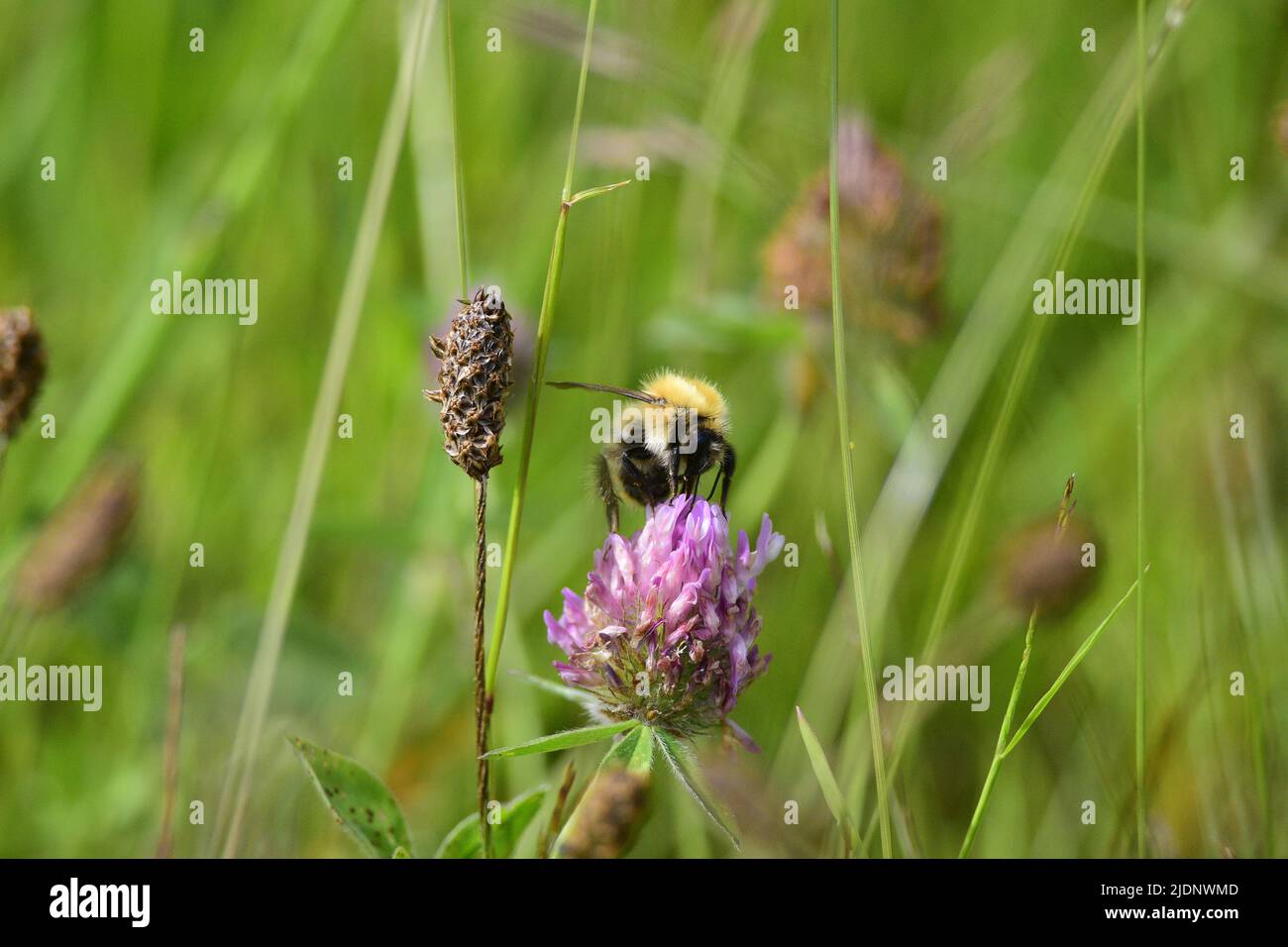 Bumble Bee meadow Stock Photo - Alamy