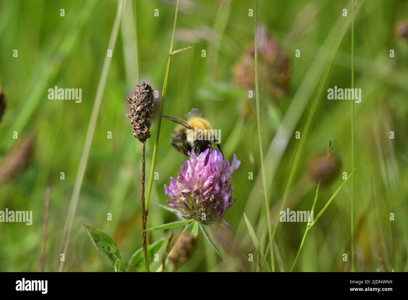 Bumble Bee meadow Stock Photo - Alamy