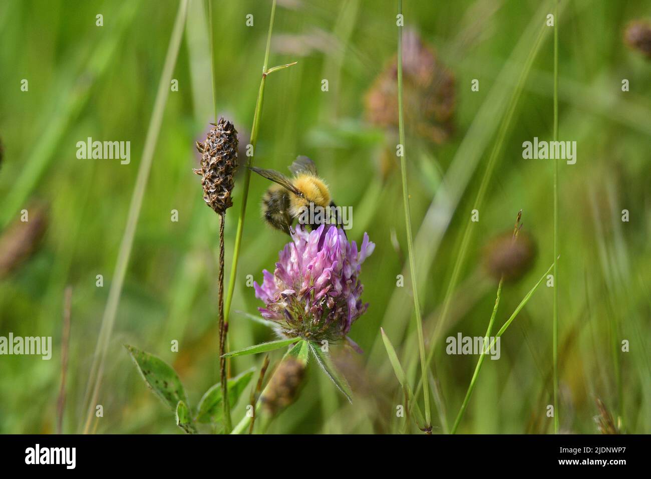 Bumble Bee meadow Stock Photo - Alamy