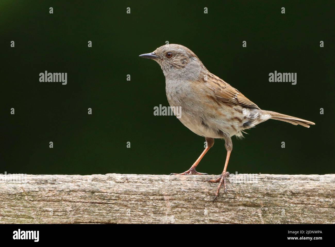Dunnock bird hi-res stock photography and images - Alamy