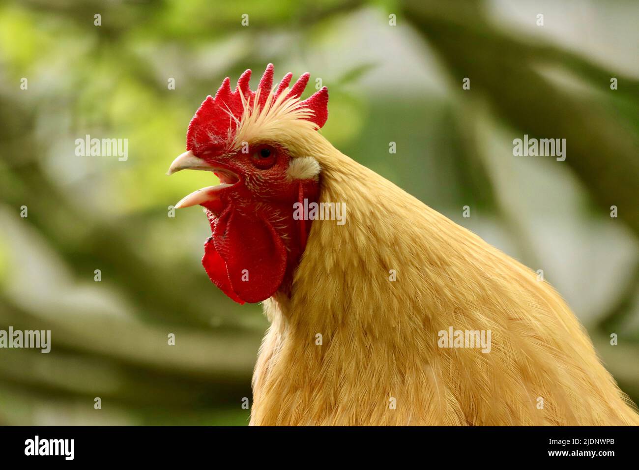Buff Orpington Cockerel Crowing Stock Photo - Alamy