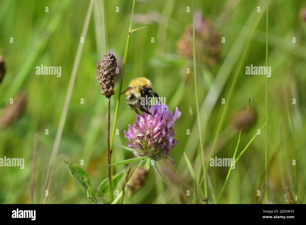 Bumble Bee meadow Stock Photo - Alamy