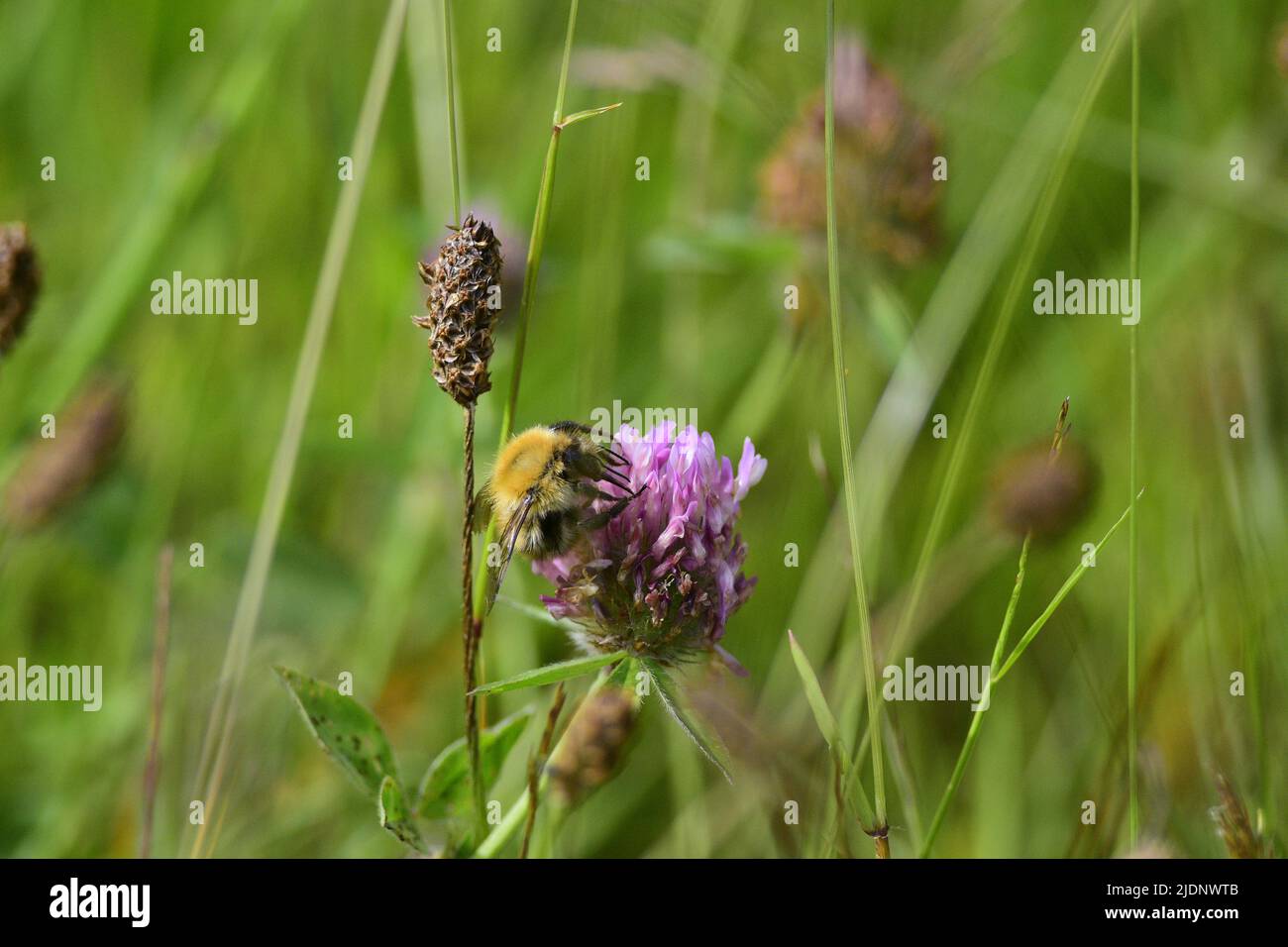 Bumble Bee meadow Stock Photo - Alamy