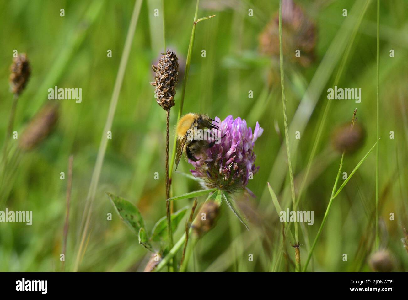 Bumble Bee meadow Stock Photo - Alamy