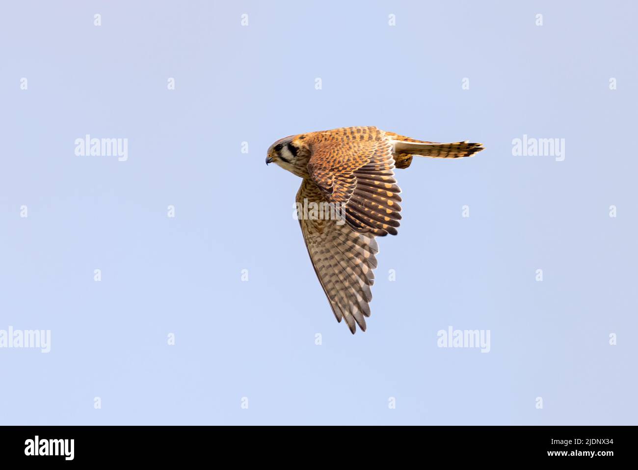 flying American kestrel bird at Burnaby BC Canada Stock Photo - Alamy
