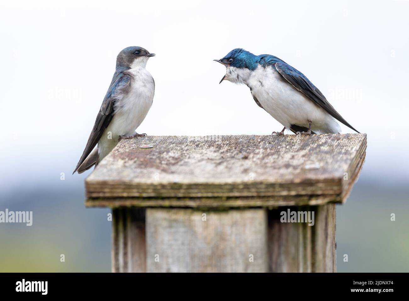 Male and female Tree swallow bird at Richmond BC Canada Stock Photo - Alamy