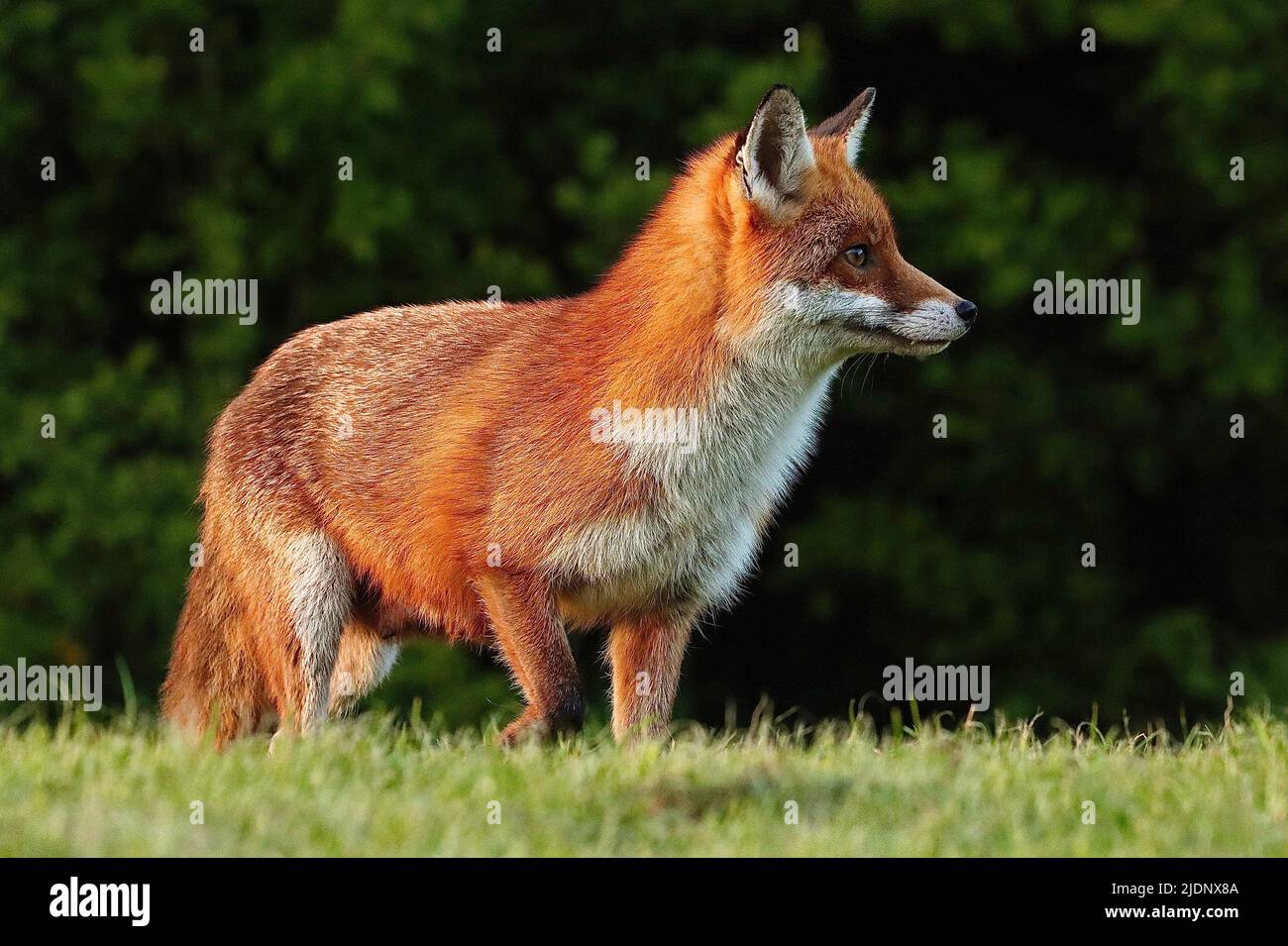 Red Fox Vixen at Dusk Stock Photo - Alamy