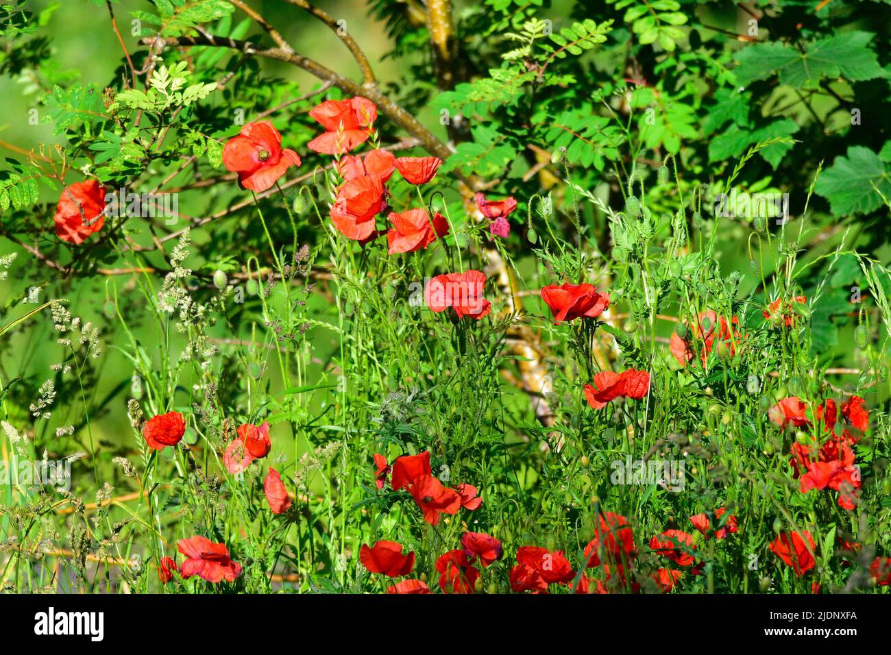 Centre of a poppy hi-res stock photography and images - Alamy