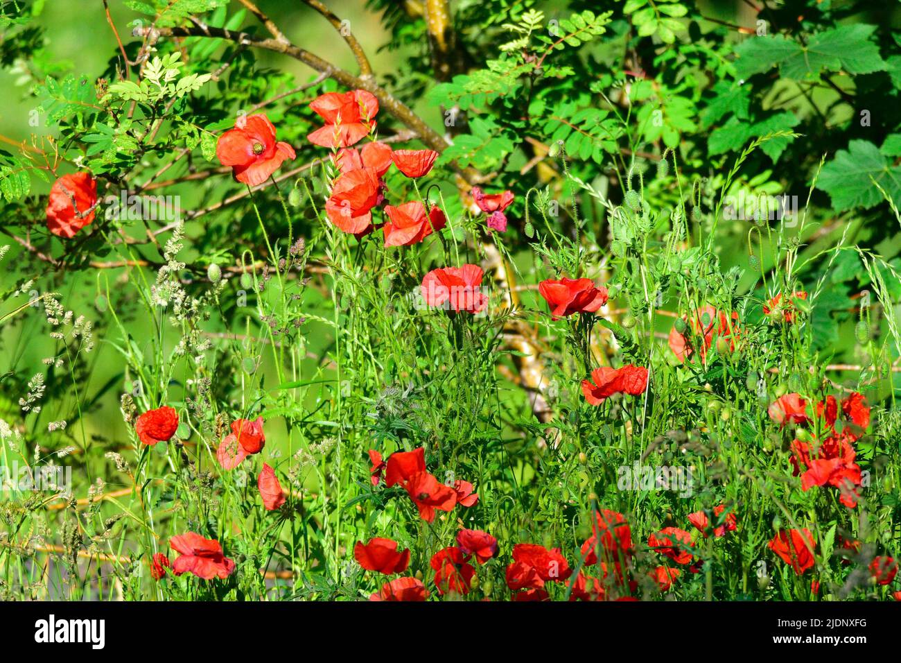 Centre of a poppy hi-res stock photography and images - Alamy