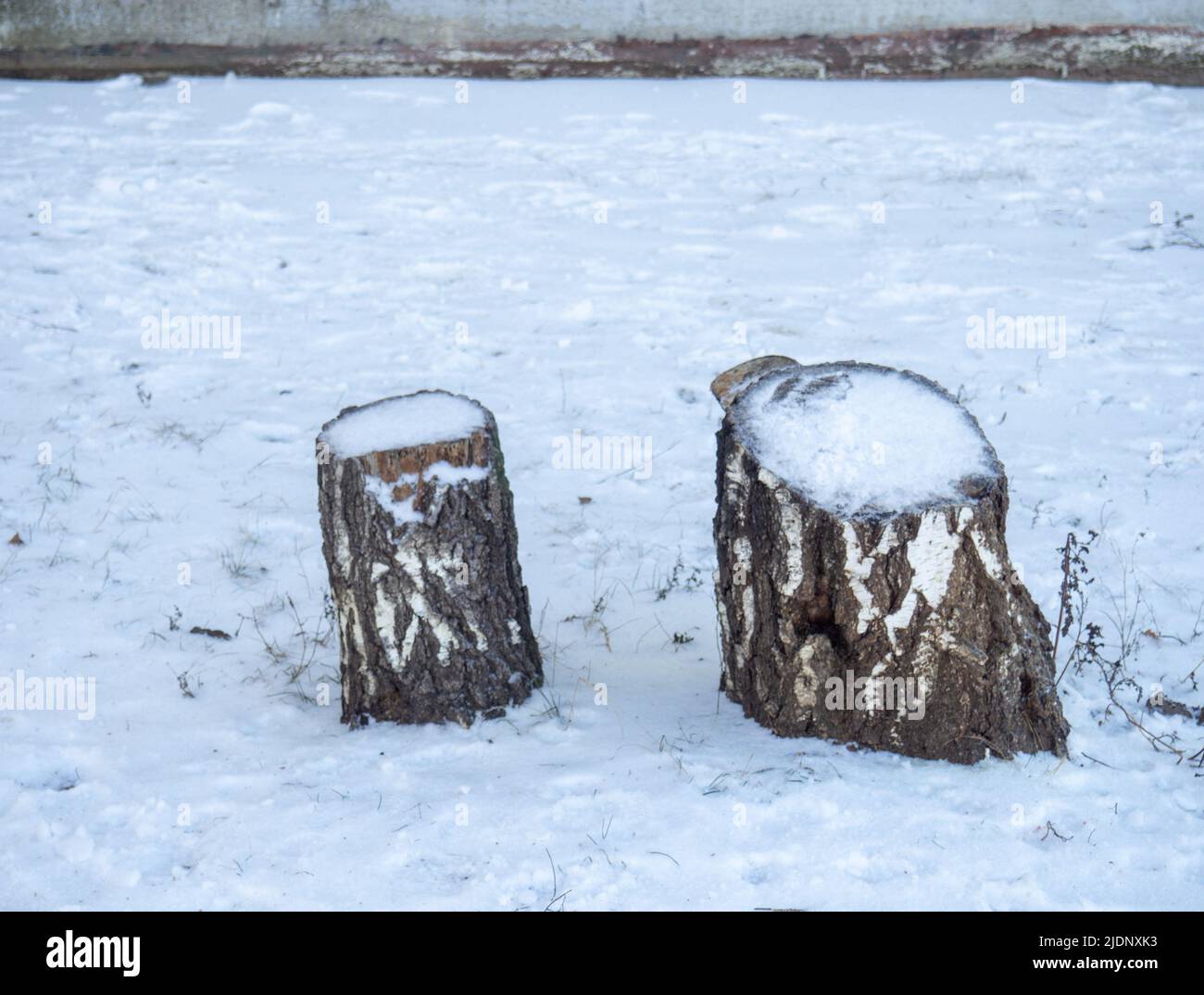 Rounded tree stump hi-res stock photography and images - Alamy