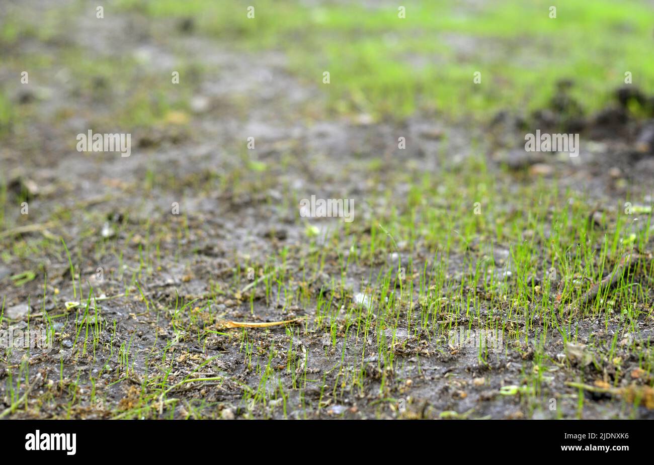 Thin turf hi-res stock photography and images - Alamy