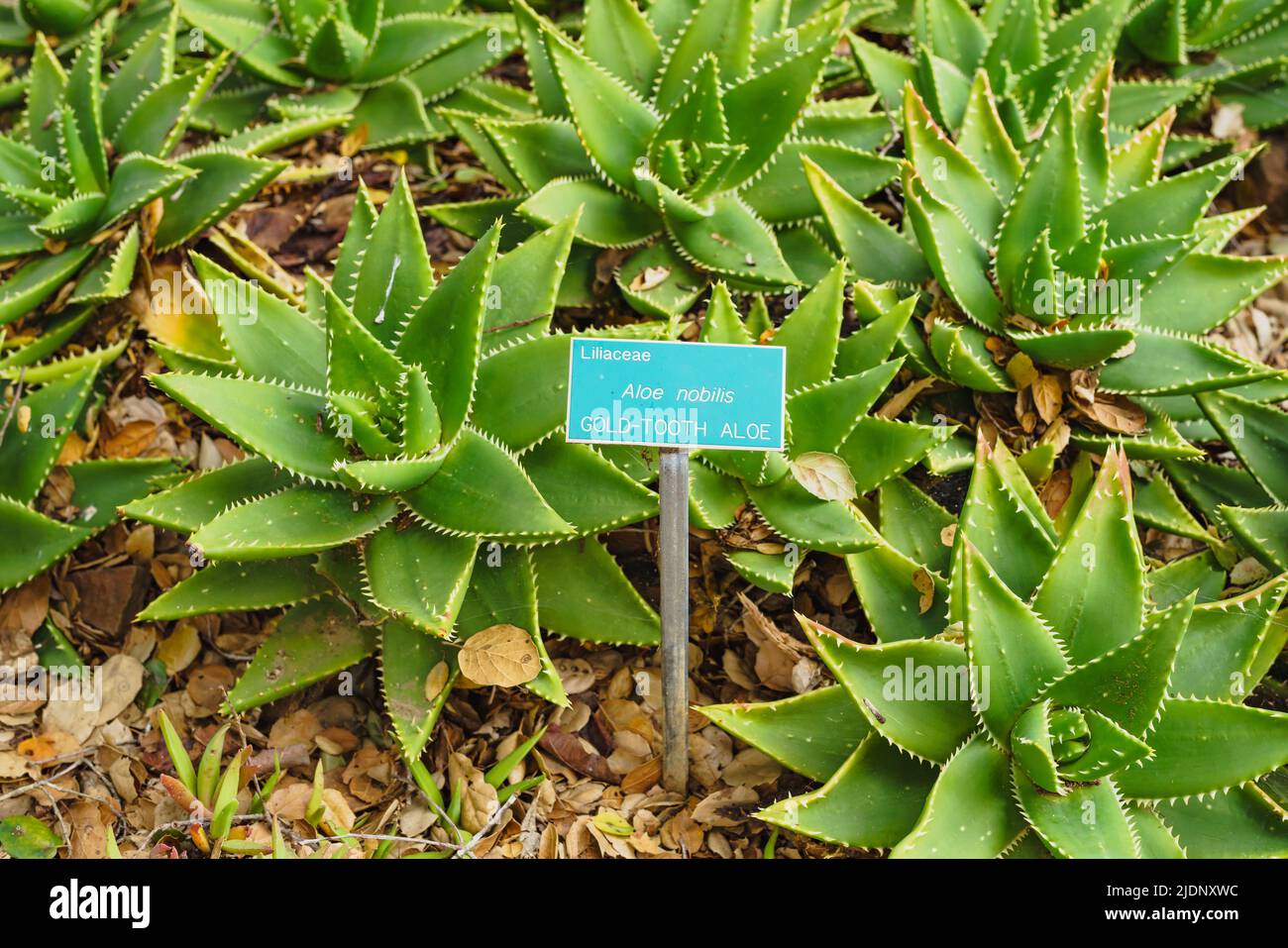 Golden Tooth Aloe (Aloe nobilis) close up in desert Stock Photo - Alamy
