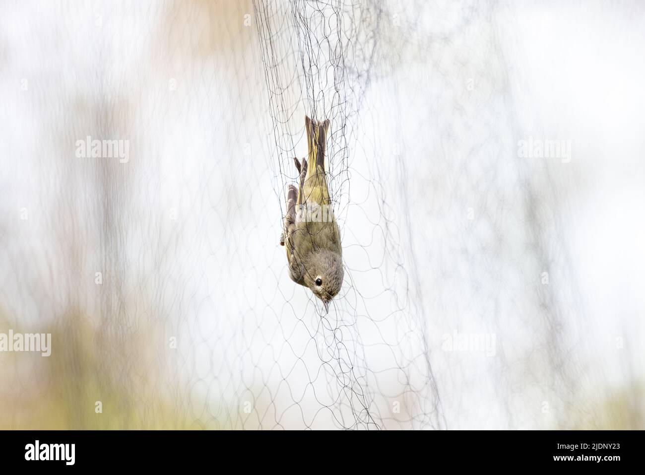 Ruby crowned kinglet bird at Richmond BC Canada, bird banding Stock ...