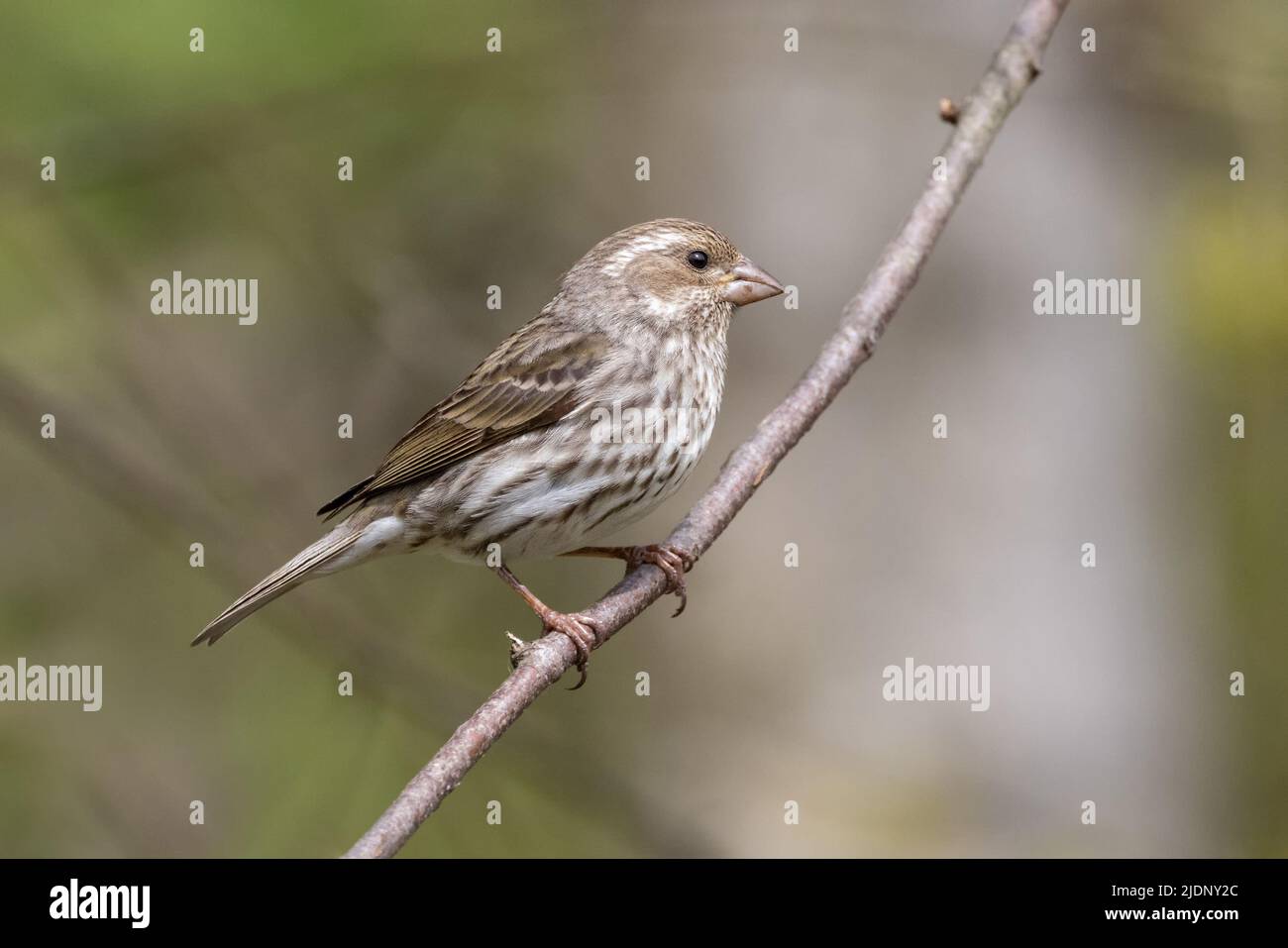 female purple finch bird at Richmond BC Canada Stock Photo - Alamy