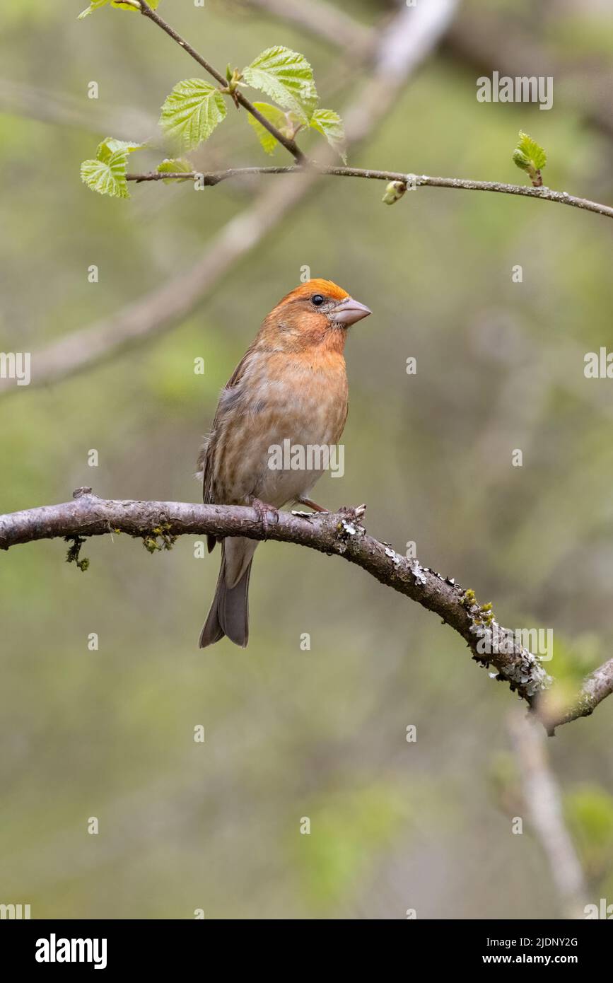 House finch bird at Richmond BC Canada Stock Photo - Alamy