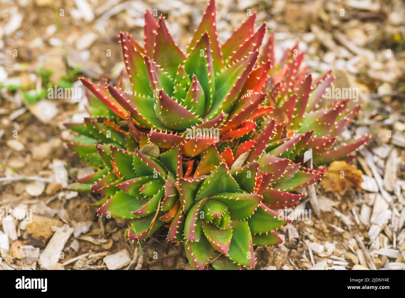 Aloe vera growing in desert outdoors hi-res stock photography and ...