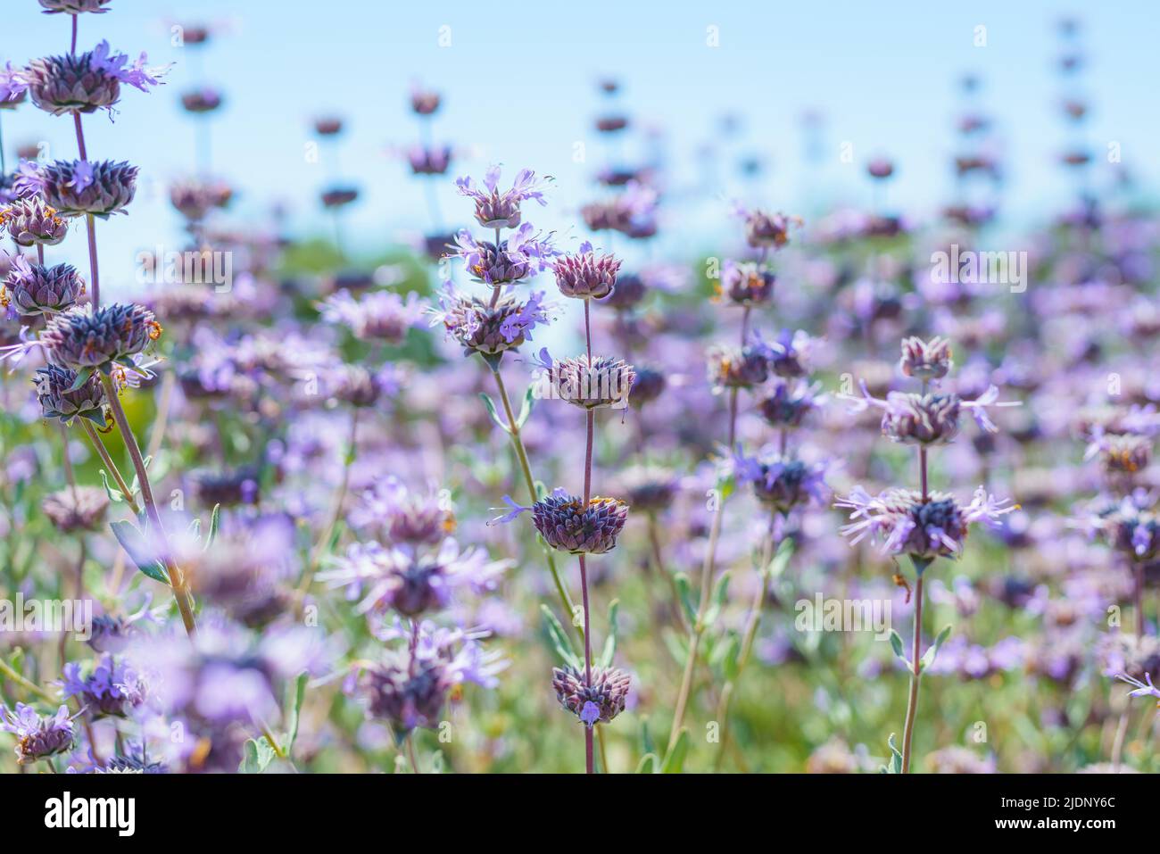 Cleveland Sage, Salvia clevelandii, beautiful, highly aromatic species ...