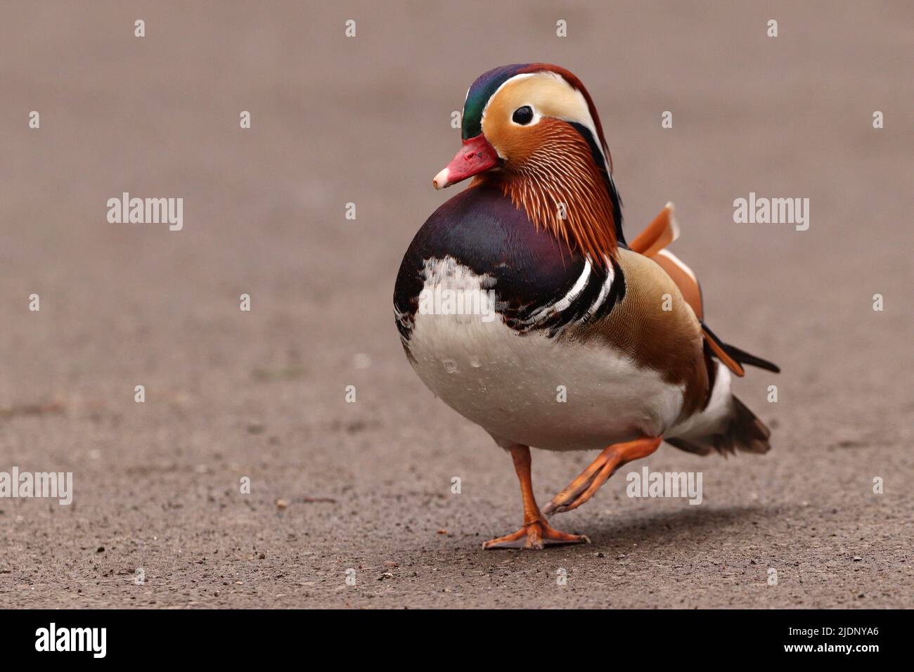 Beautiful Male Mandarin Duck at Fog Lane Park Stock Photo - Alamy