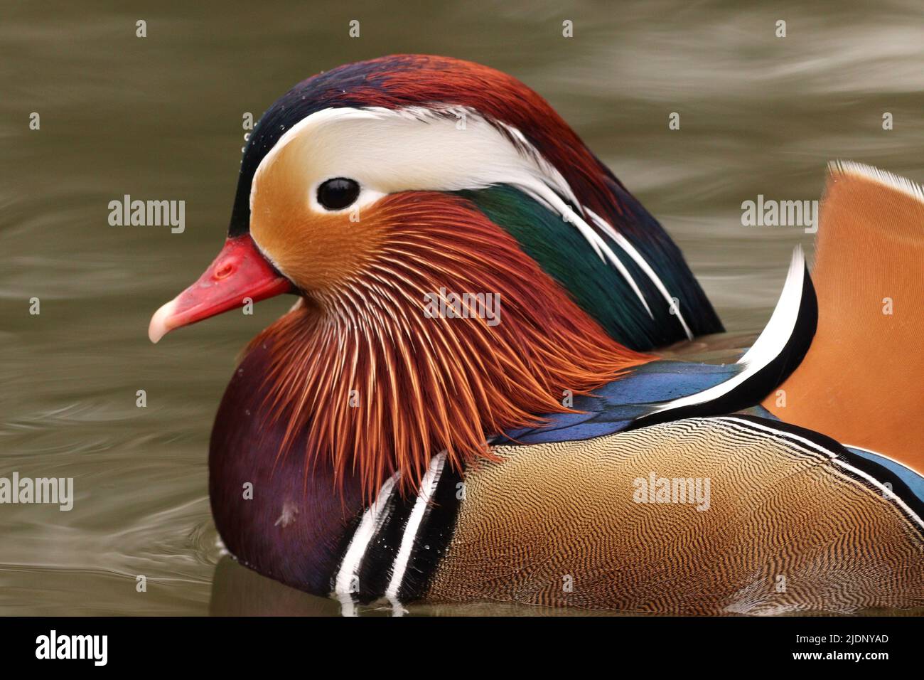 Beautiful Male Mandarin Duck at Fog Lane Park Stock Photo - Alamy