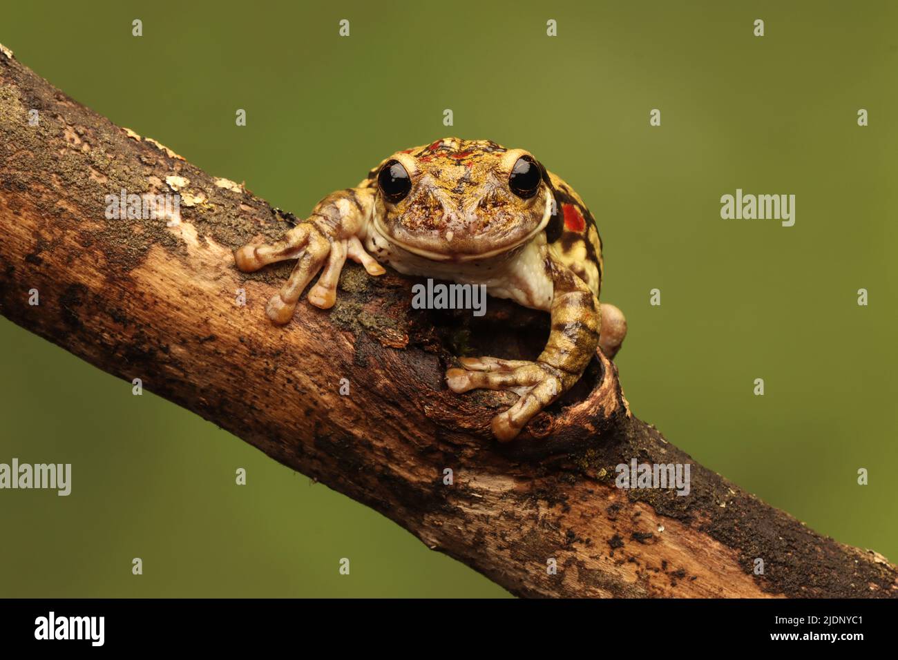 Red spot milk frog hi-res stock photography and images - Alamy