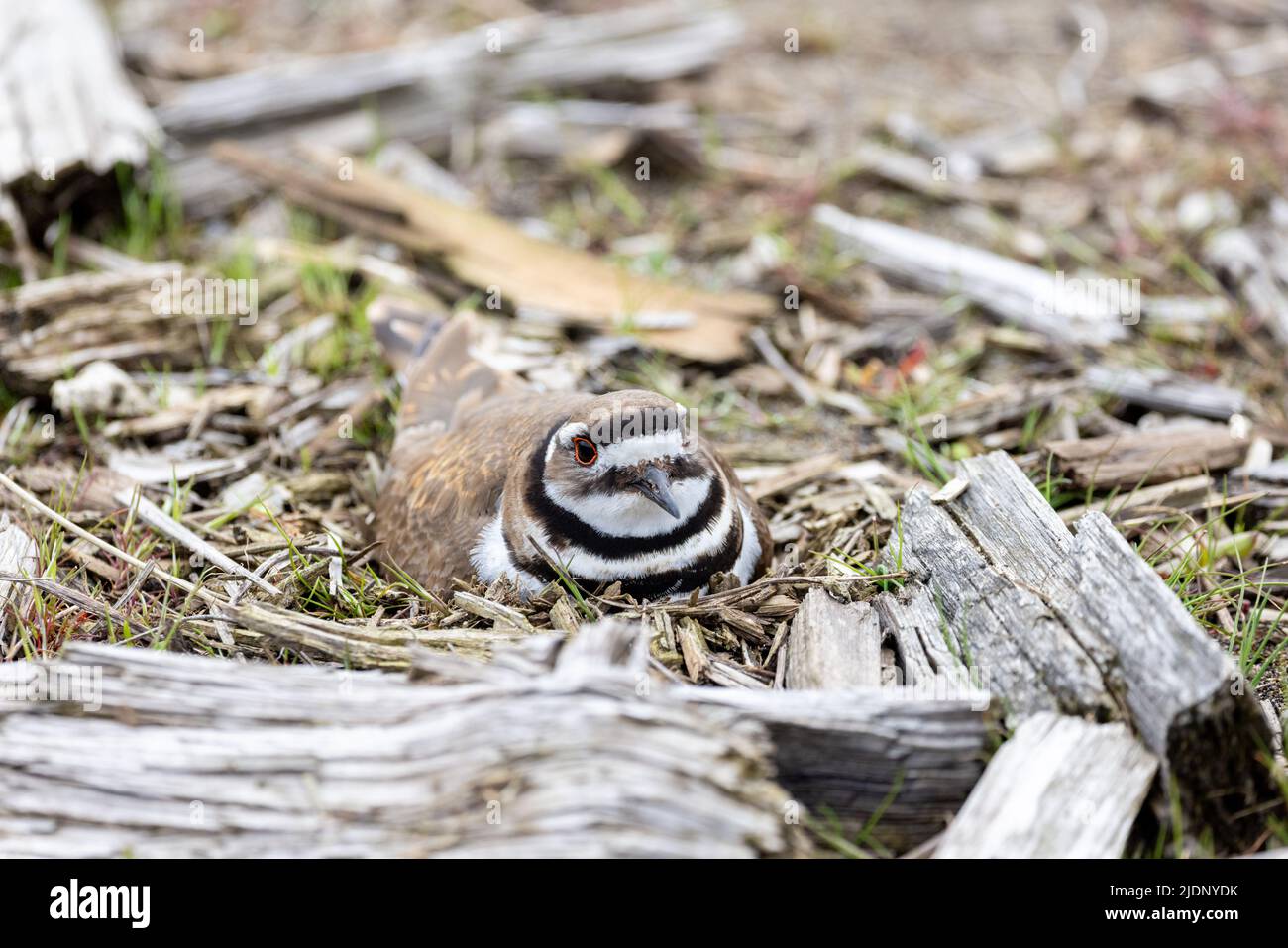 Killdeer bird nest at Vancouver BC Canada Stock Photo - Alamy